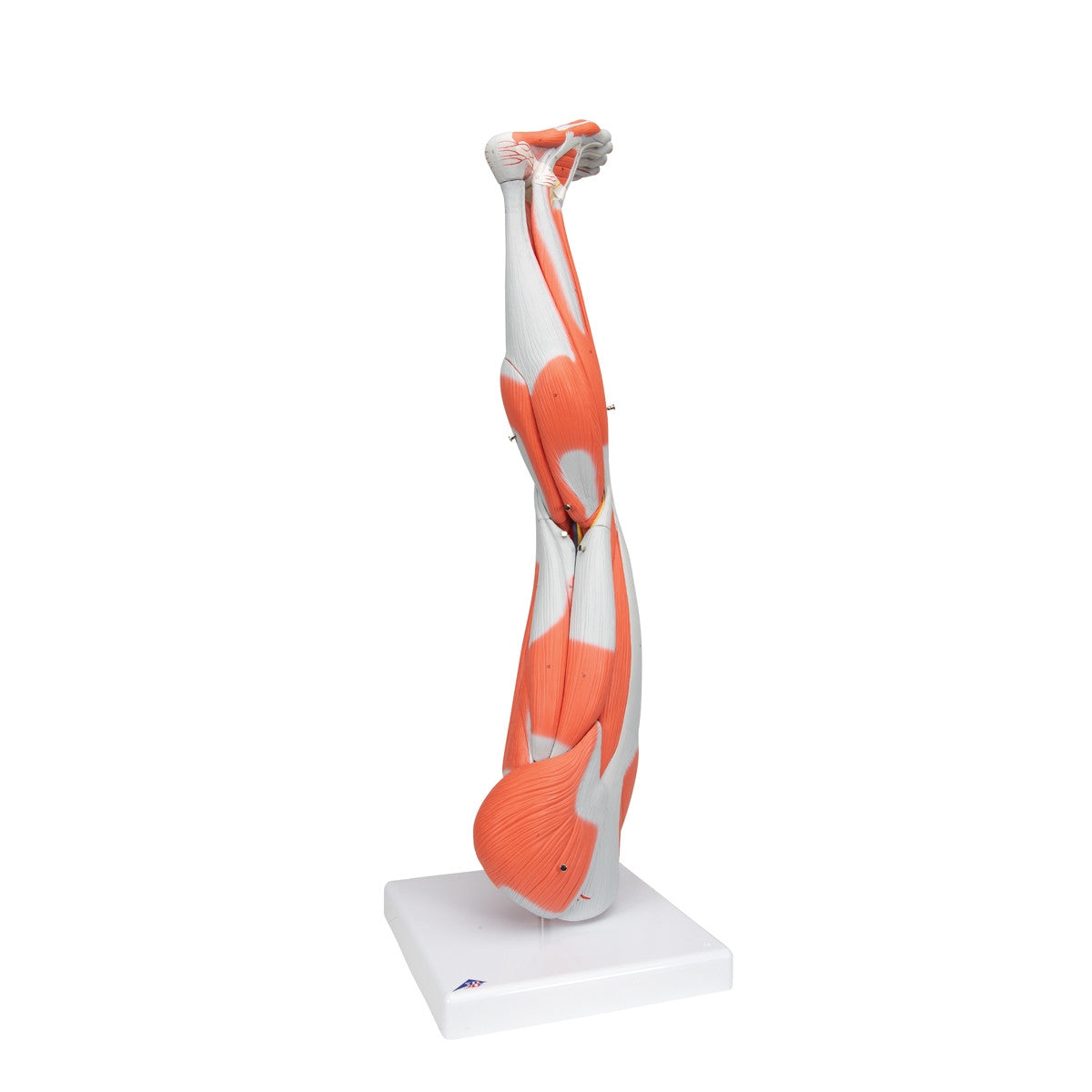 Leg Muscle Model M20 / 1000351 | Lower Limb Musculature | 3B Scientific ...