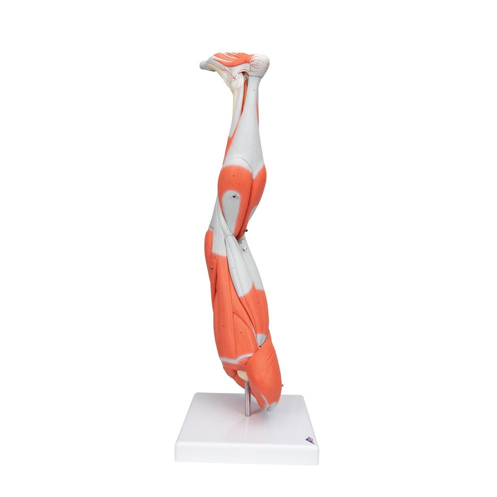 Leg Muscle Model M20 / 1000351 | Lower Limb Musculature | 3B Scientific ...