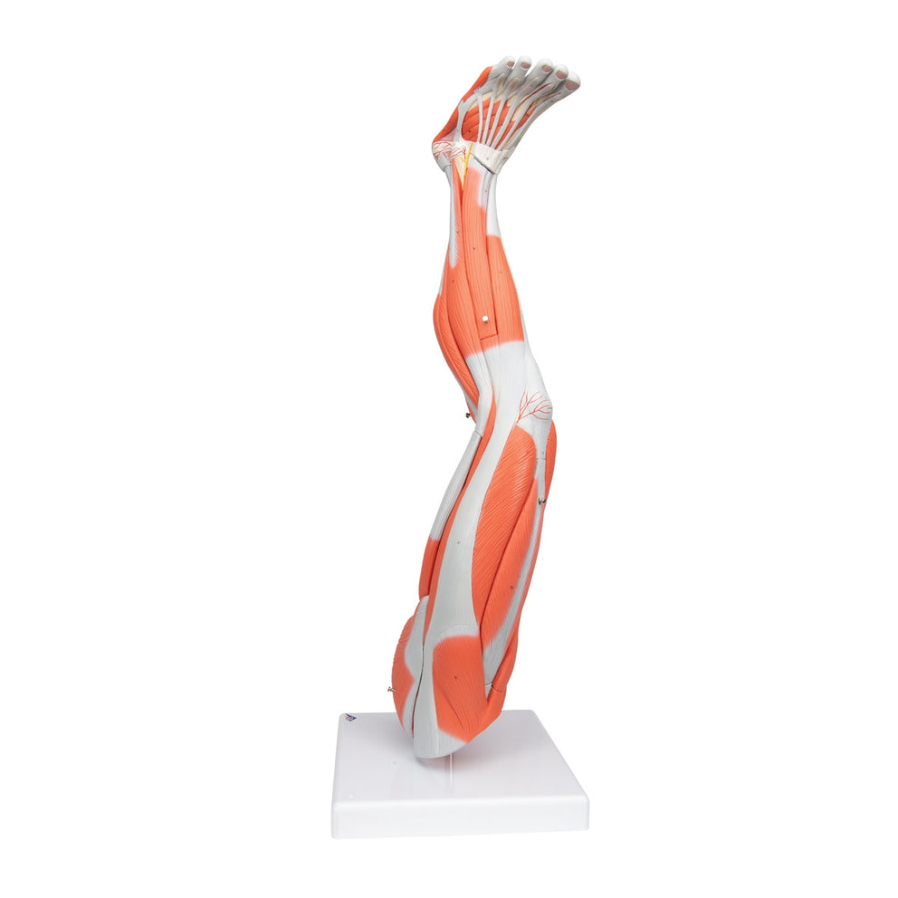 Leg Muscle Model M20 / 1000351 | Lower Limb Musculature | 3B Scientific ...