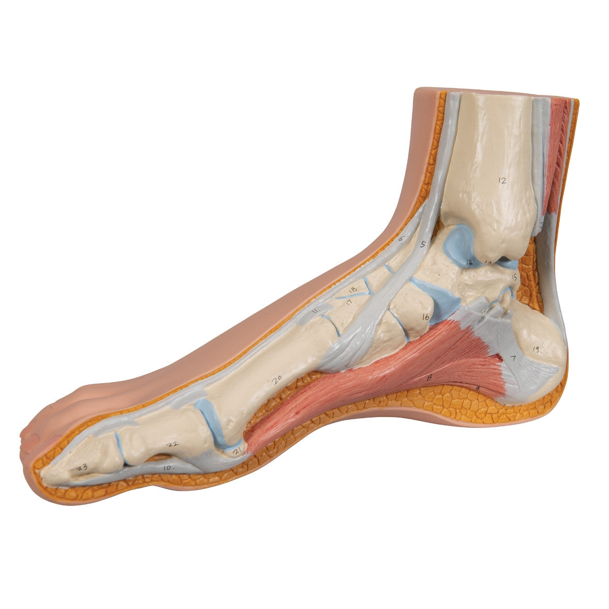 Normal Foot Model M30 / 1000354 | Feet Posture Anatomy | 3B Scientific ...