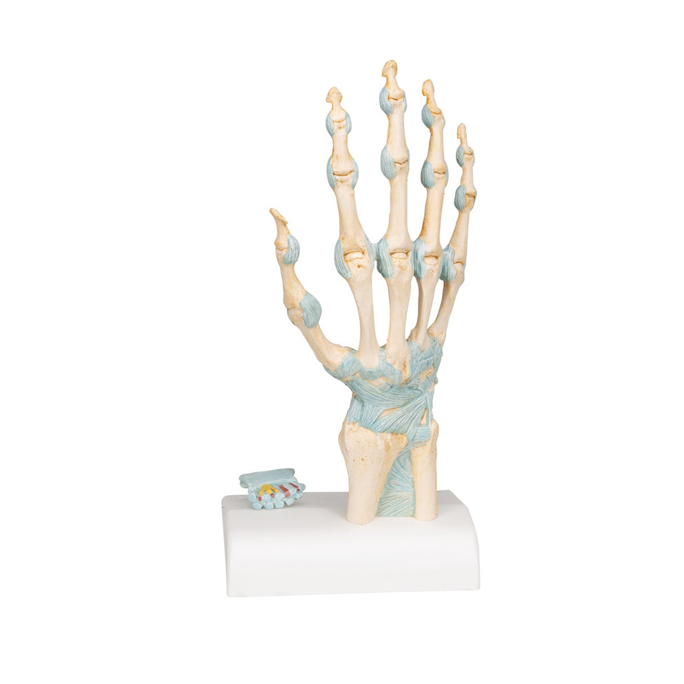 Hand Skeleton Model with Ligaments & Carpal Tunnel M33 / 1000357 | 3B ...