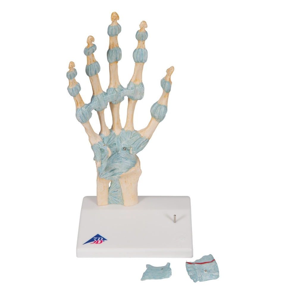 Hand Skeleton Model with Ligaments & Carpal Tunnel M33 / 1000357 | 3B ...