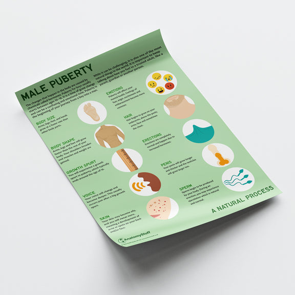 Male Puberty Poster | PSHE School Education Chart – AnatomyStuff
