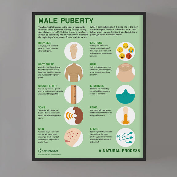 Male Puberty Poster | PSHE School Education Chart – AnatomyStuff