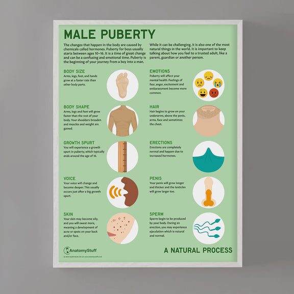 Male Puberty Poster | PSHE School Education Chart – AnatomyStuff
