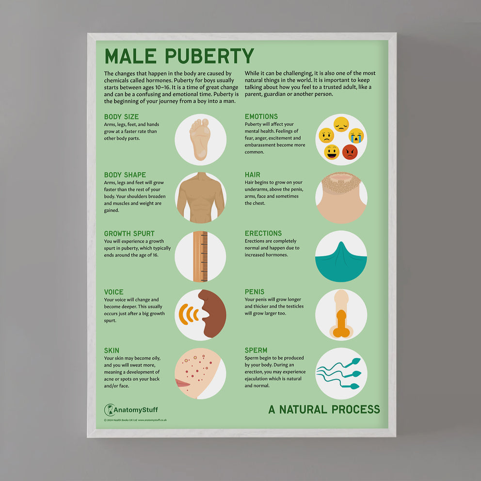 Male Puberty Poster | PSHE School Education Chart – AnatomyStuff