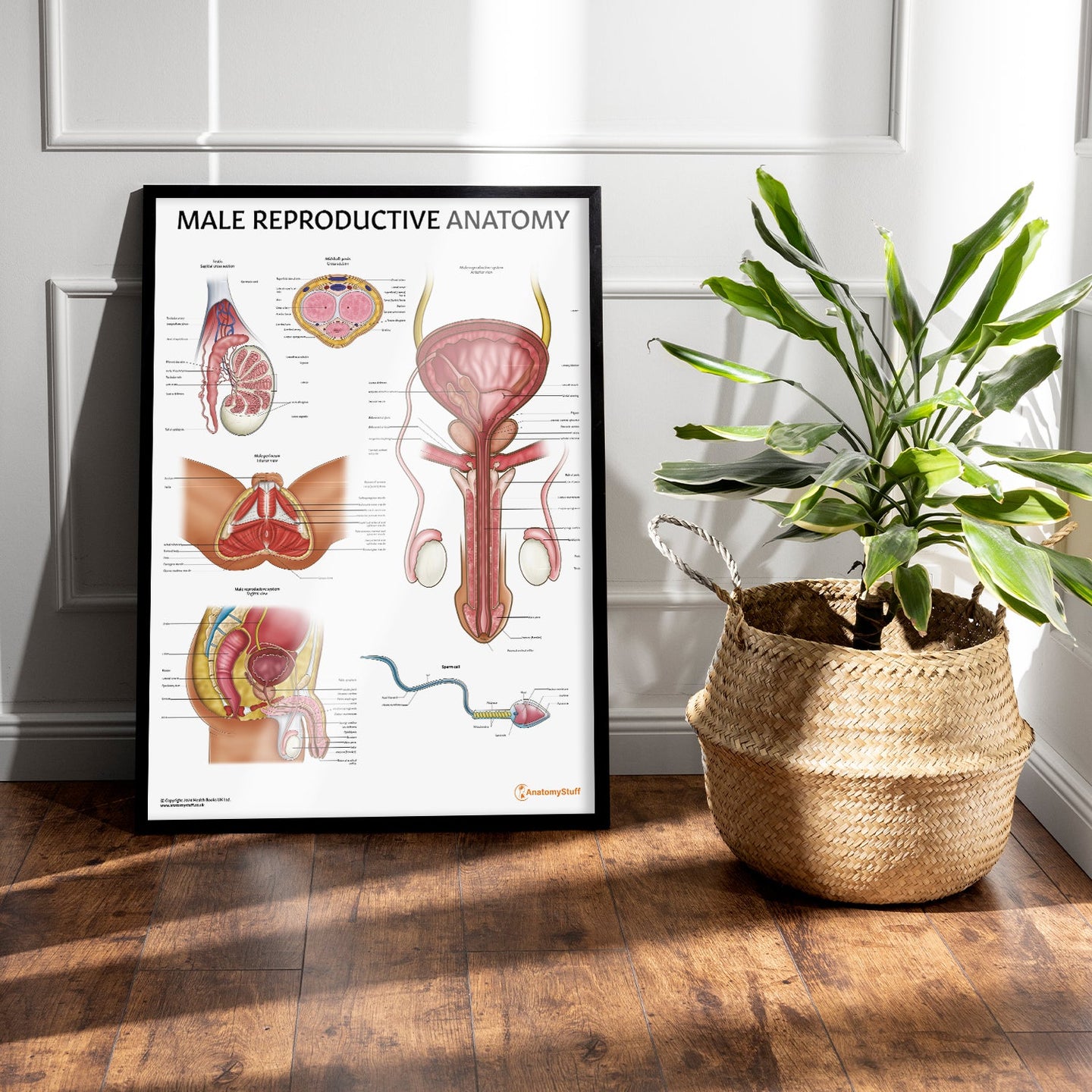 Male Reproductive Organs Poster | Men's Genitalia Anatomy Chart ...