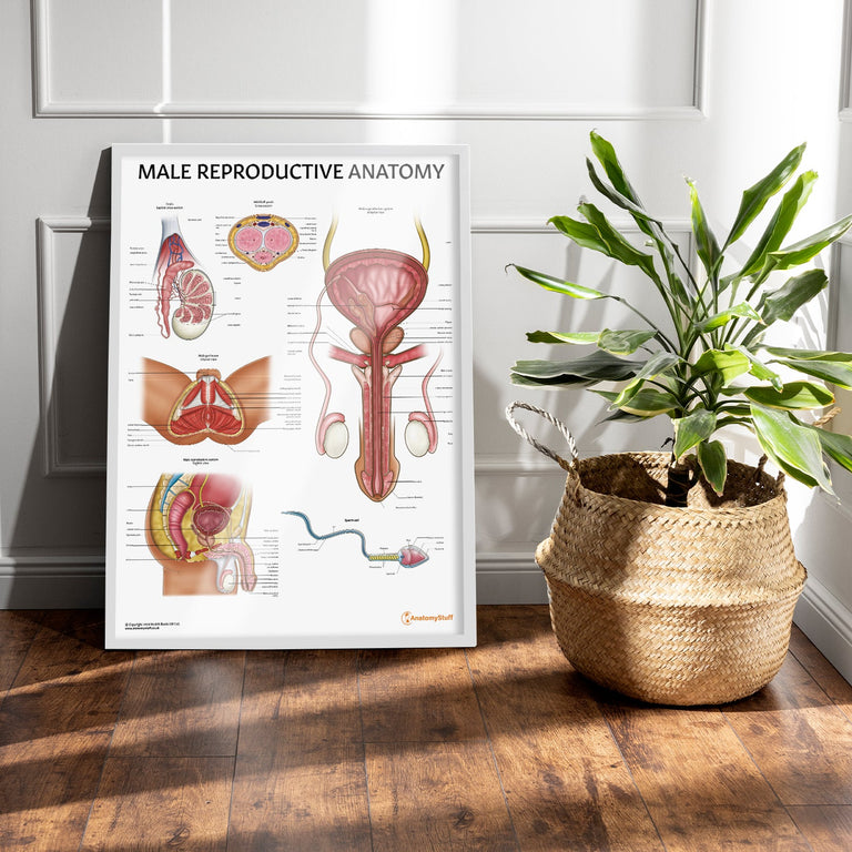 Male Reproductive Organs Poster | Men's Genitalia Anatomy Chart ...
