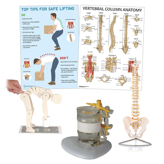AnatomyStuff Complete Manual Handling Demonstration Kit | Occupational ...