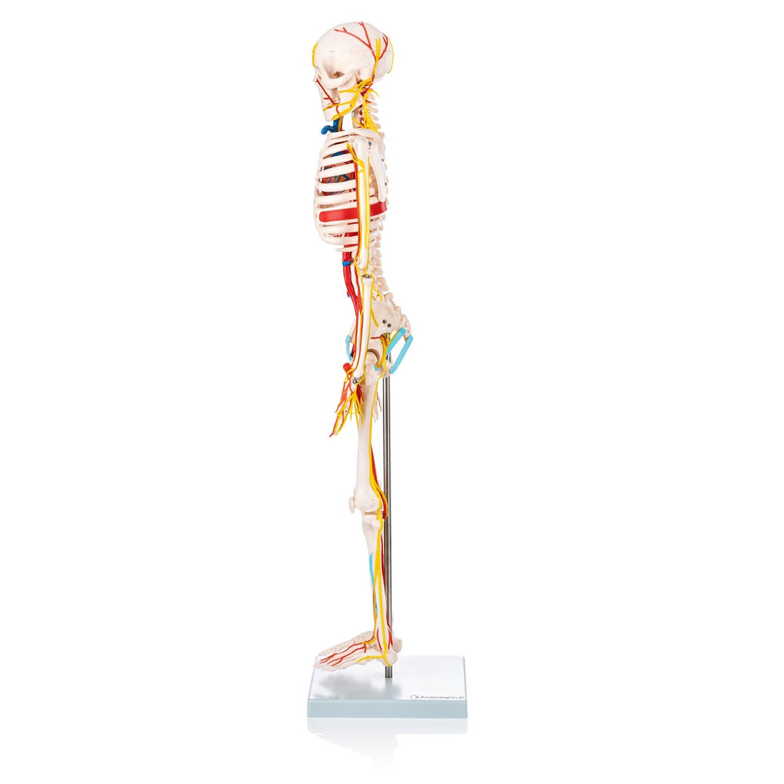Half Size Skeleton Model with Nerves and Blood Vessels | Human Anatomy ...