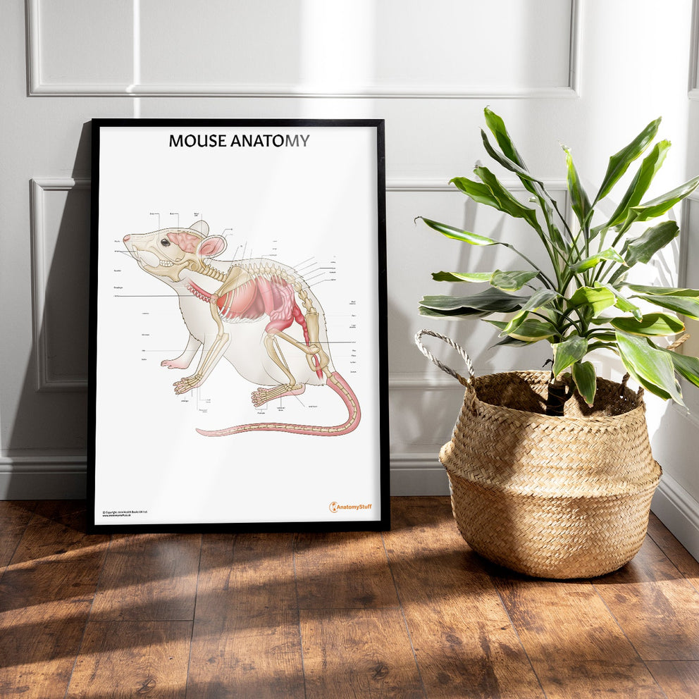 Mouse Anatomy Poster | Bones Organs Small Mammal – AnatomyStuff