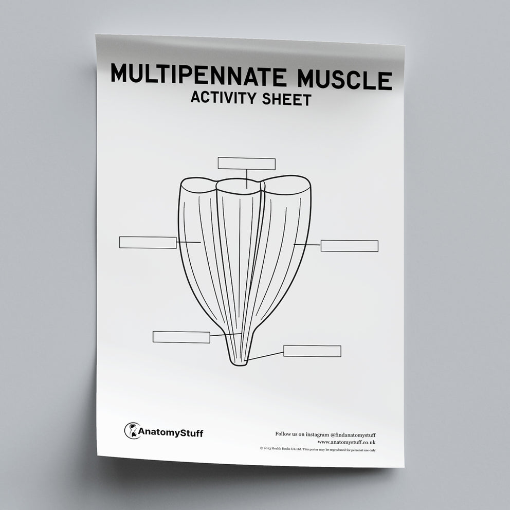 Types of Muscles Activity Sheet PDF | Study Aid – AnatomyStuff