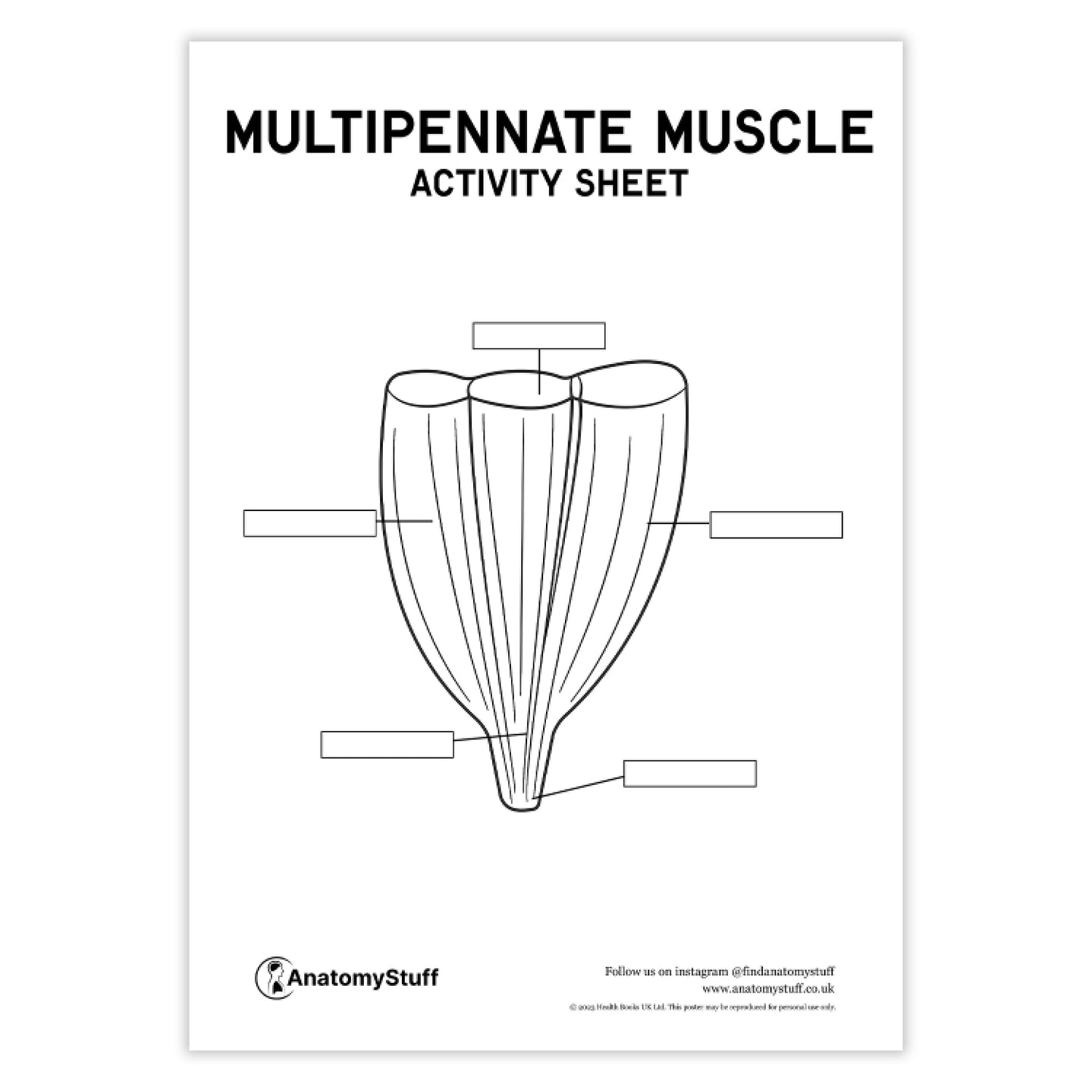 Types of Muscles Activity Sheet PDF | Study Aid – AnatomyStuff