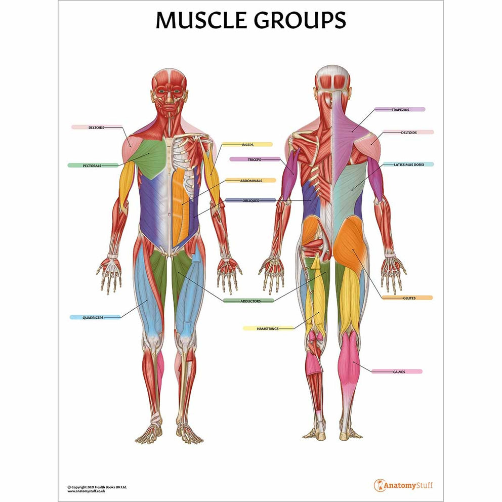 Exercise Anatomy Posters Collection | Musculoskeletal Chart 6 ...