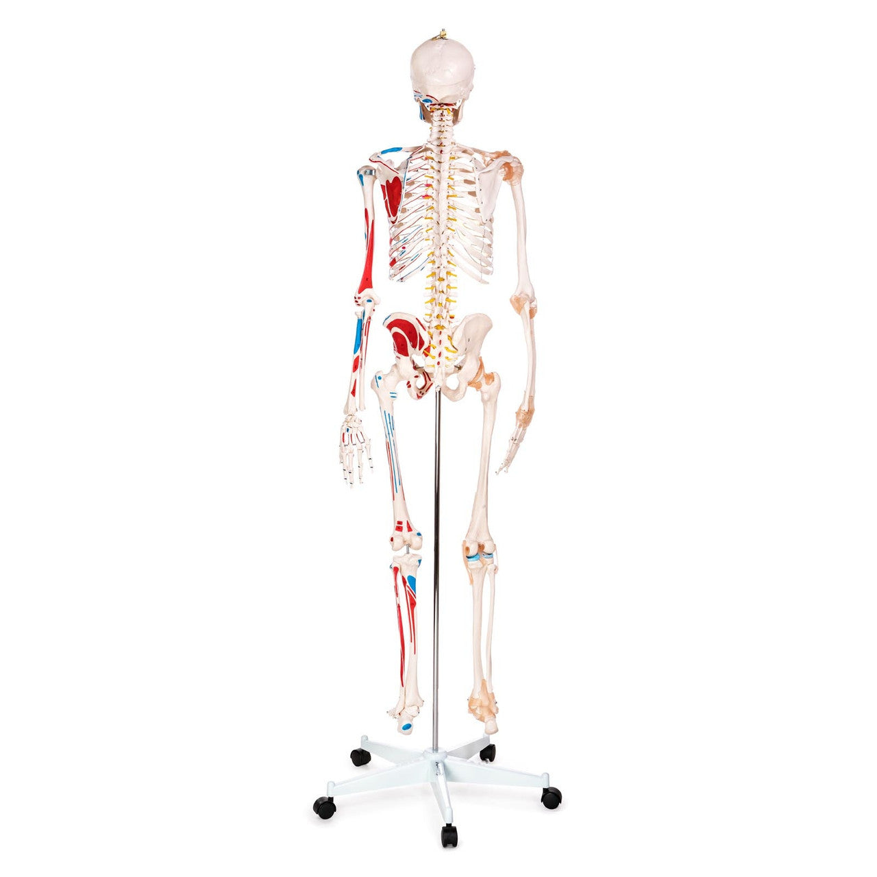 Budget Skeleton Model with Ligaments and Mucles XC-101A | AnatomyStuff ...