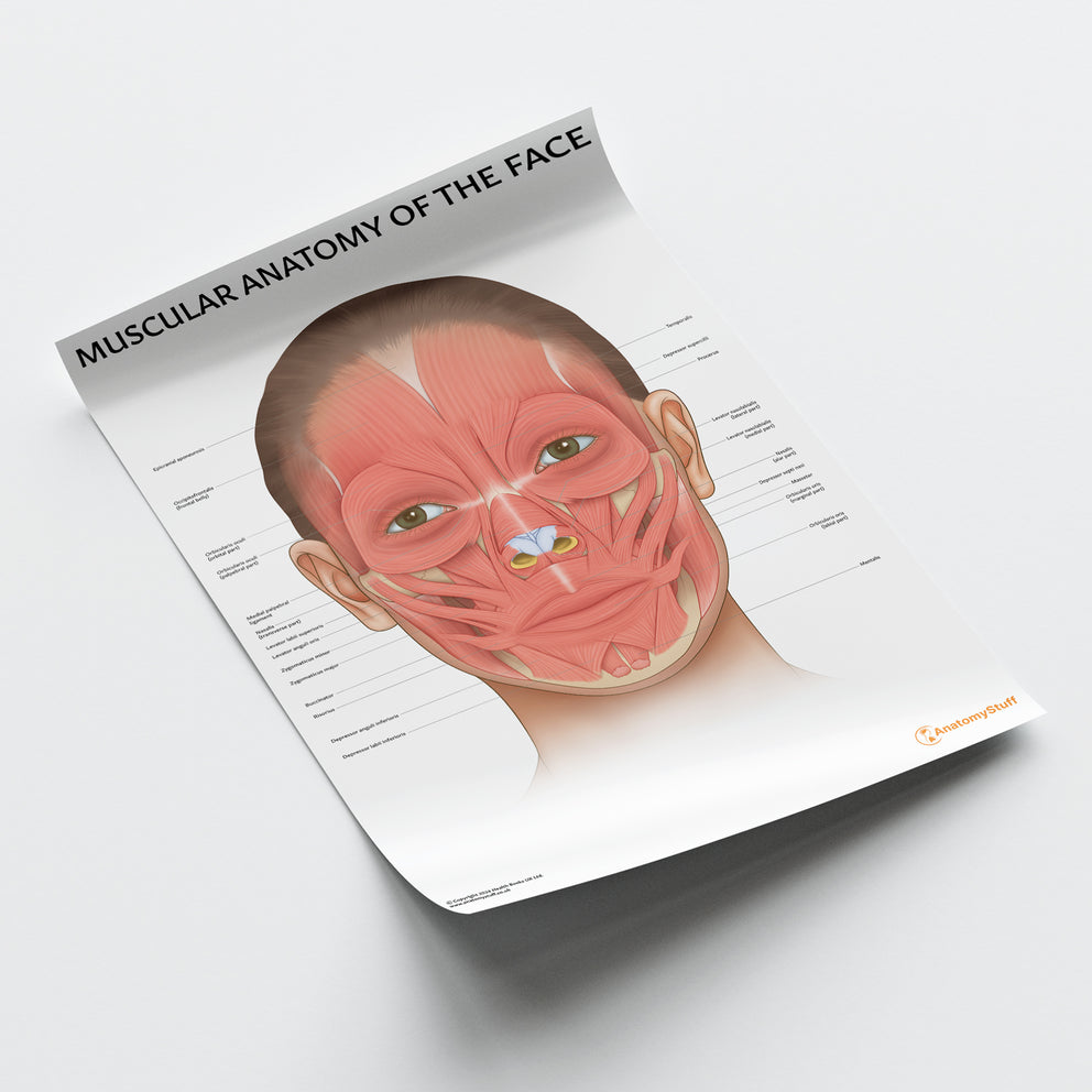 Muscular Anatomy of the Face Poster | Craniofacial Muscle Anatomy Chart ...
