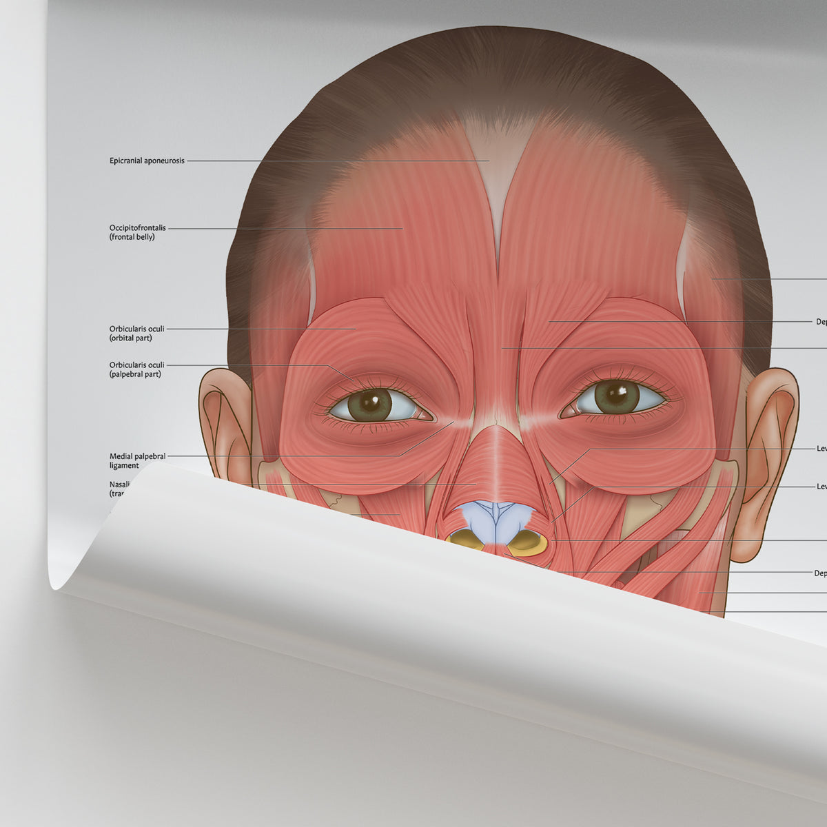 Muscular Anatomy of the Face Poster | Craniofacial Muscle Anatomy Chart ...
