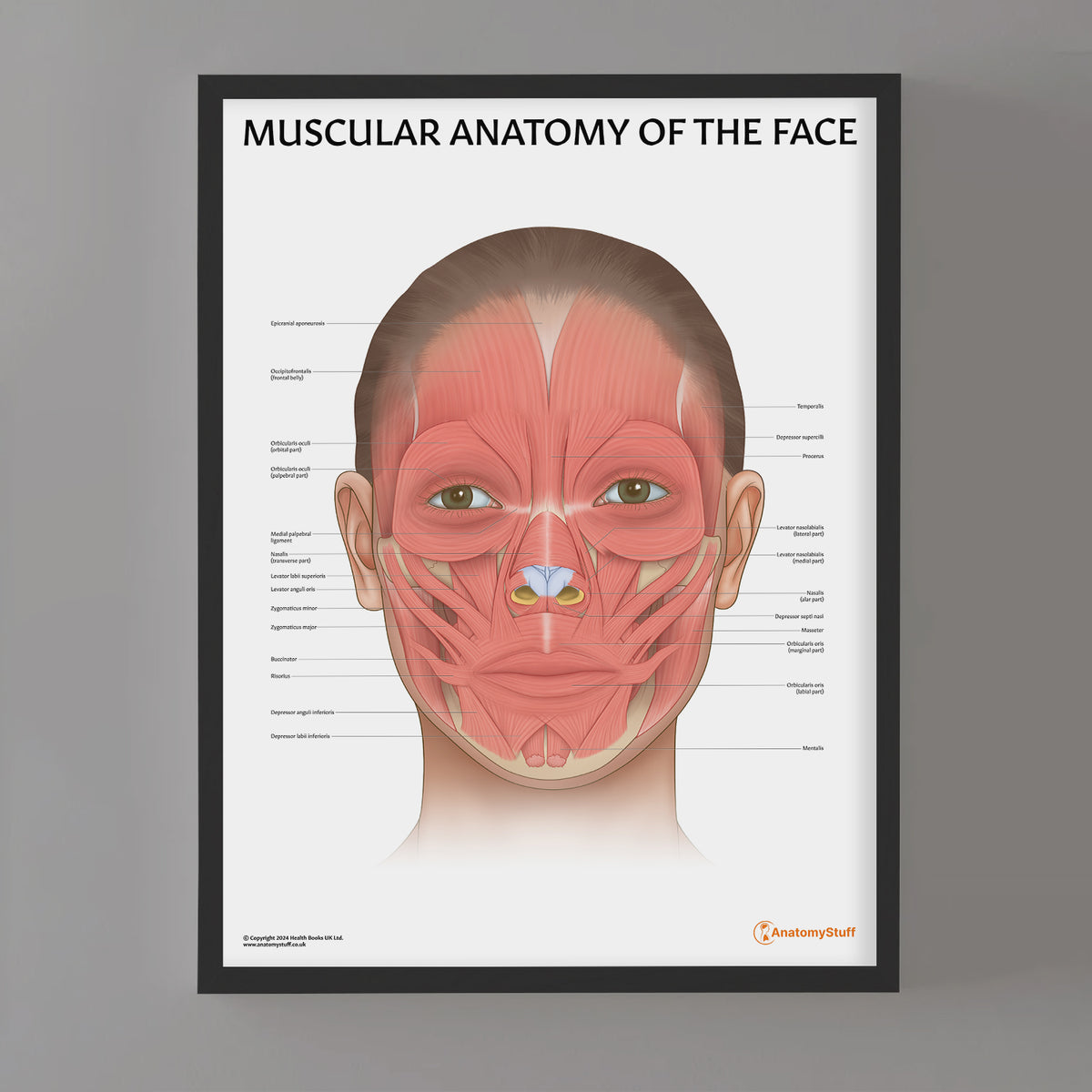 Muscular Anatomy of the Face Poster | Craniofacial Muscle Anatomy Chart ...