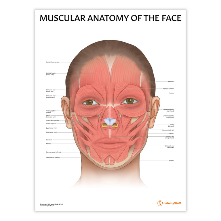 Muscular Anatomy of the Face Poster | Craniofacial Muscle Anatomy Chart ...