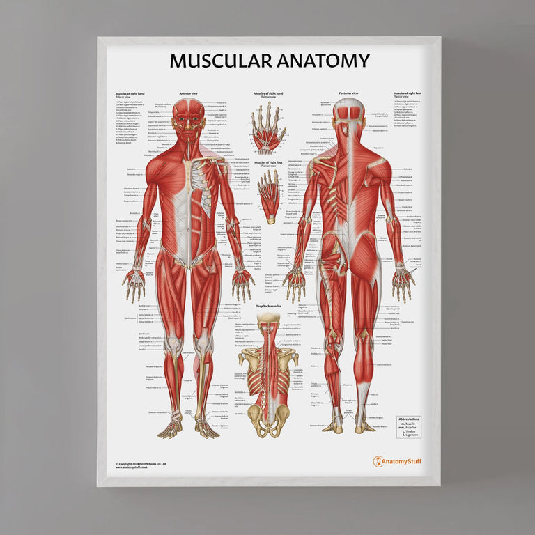 Anatomical Charts | Anatomy Posters – AnatomyStuff