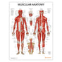 Torso Models and Anatomy Posters – AnatomyStuff