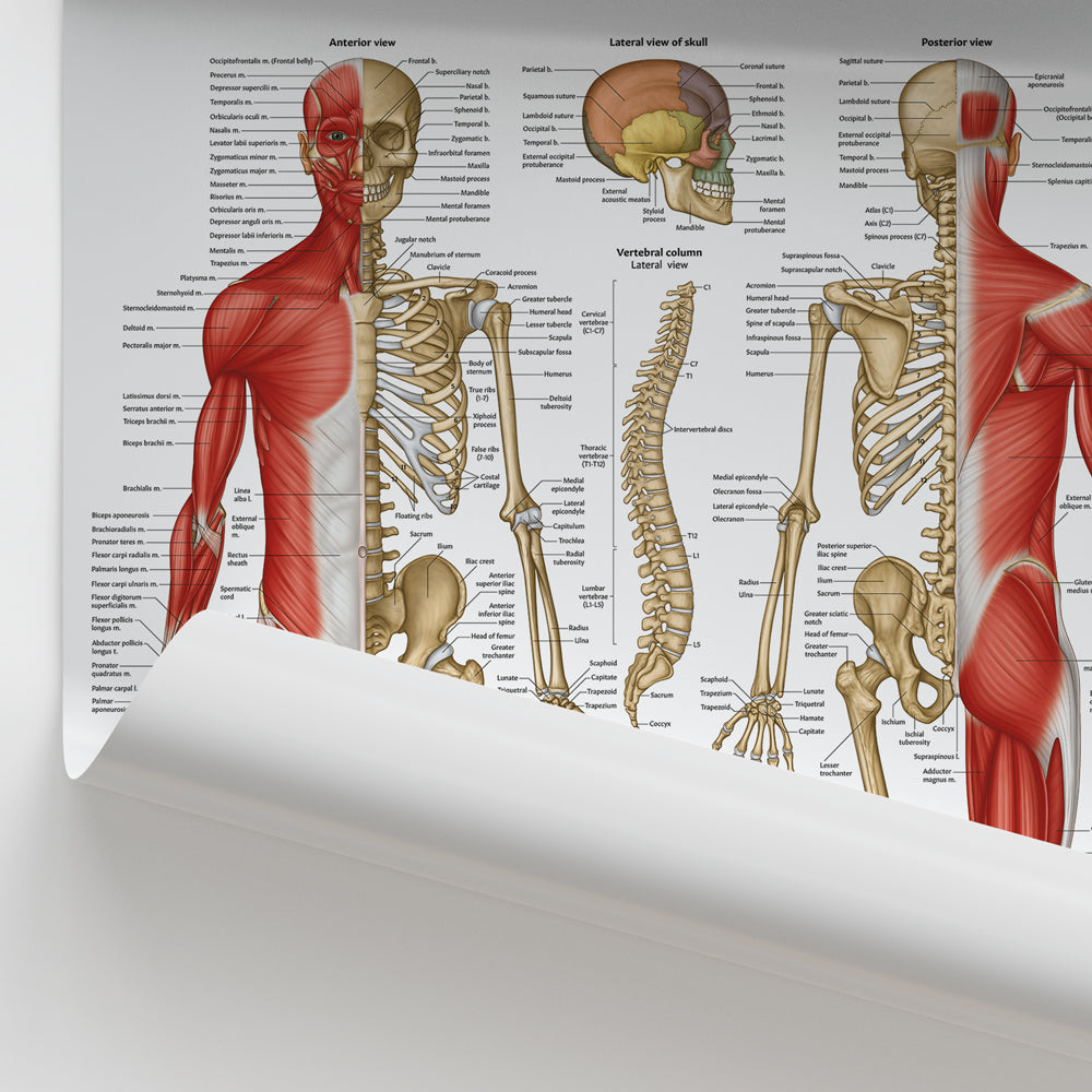 Musculoskeletal Poster _ Unit 11 Final Exam Study Guide: Human Muscular ...