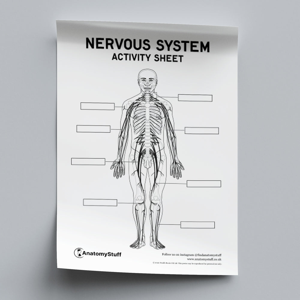 Nervous System Anatomy Activity Sheet PDF | AnatomyStuff