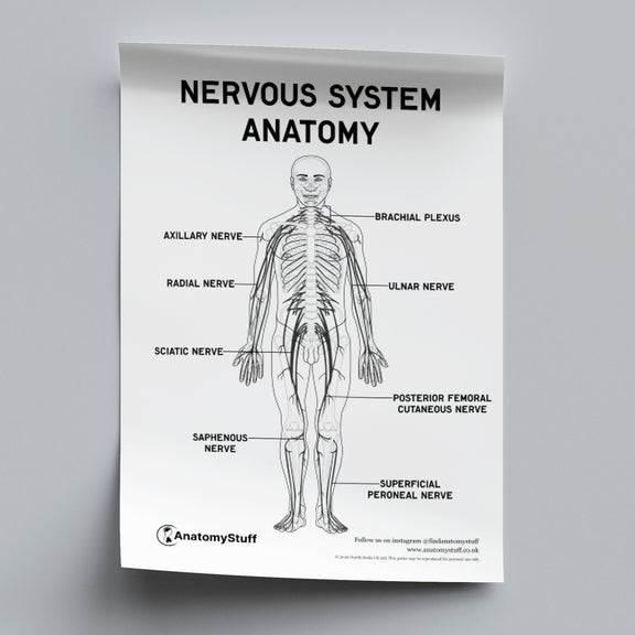 Free Nervous System Anatomy Poster PDF | Medical Student Resources ...