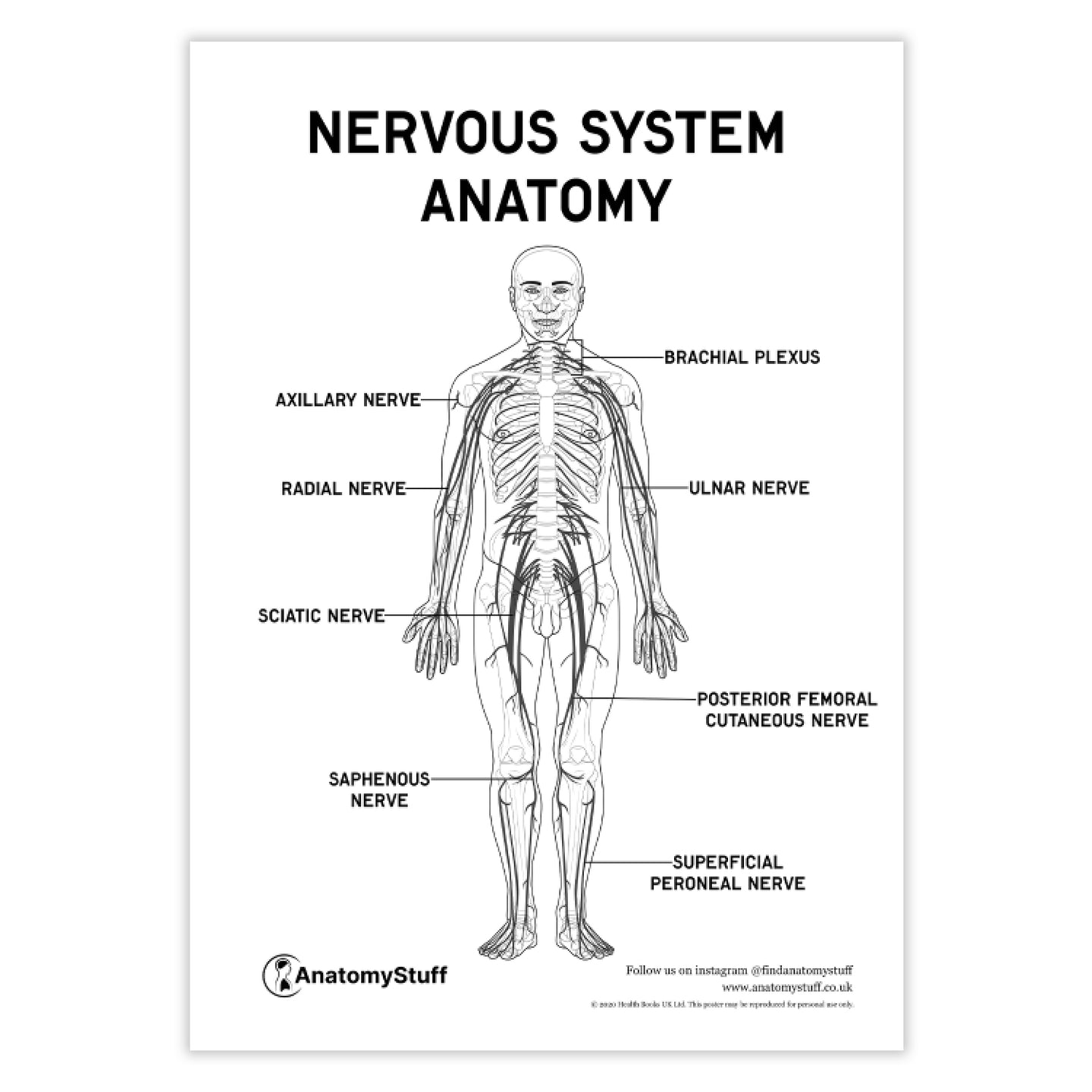Free Nervous System Anatomy Poster PDF | Medical Student Resources ...