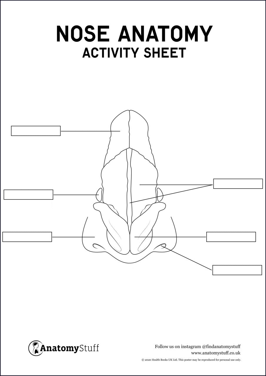 Nose Anatomy Activity Sheet PDF – AnatomyStuff Staging
