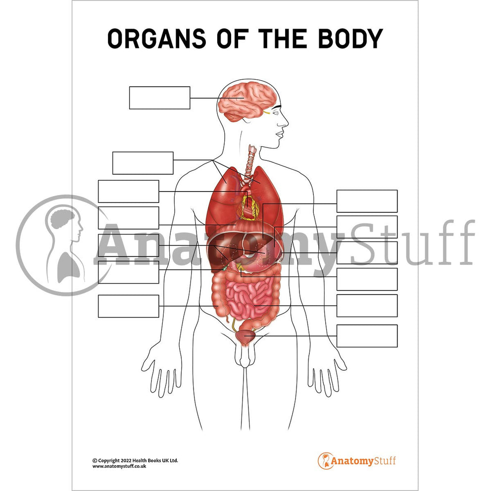 Organs Of The Body Poster / Worksheet | Interactive & Printable Anatomy ...
