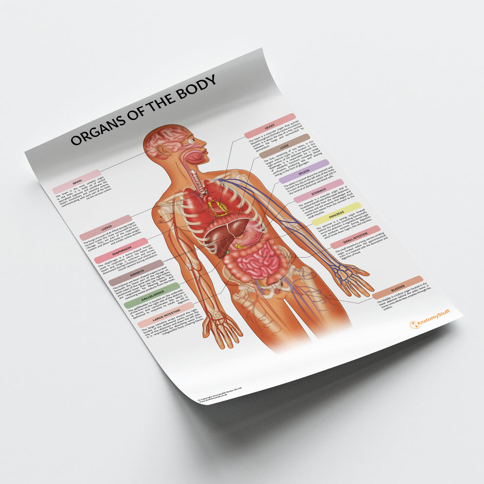 Respiratory Anatomy Posters – AnatomyStuff