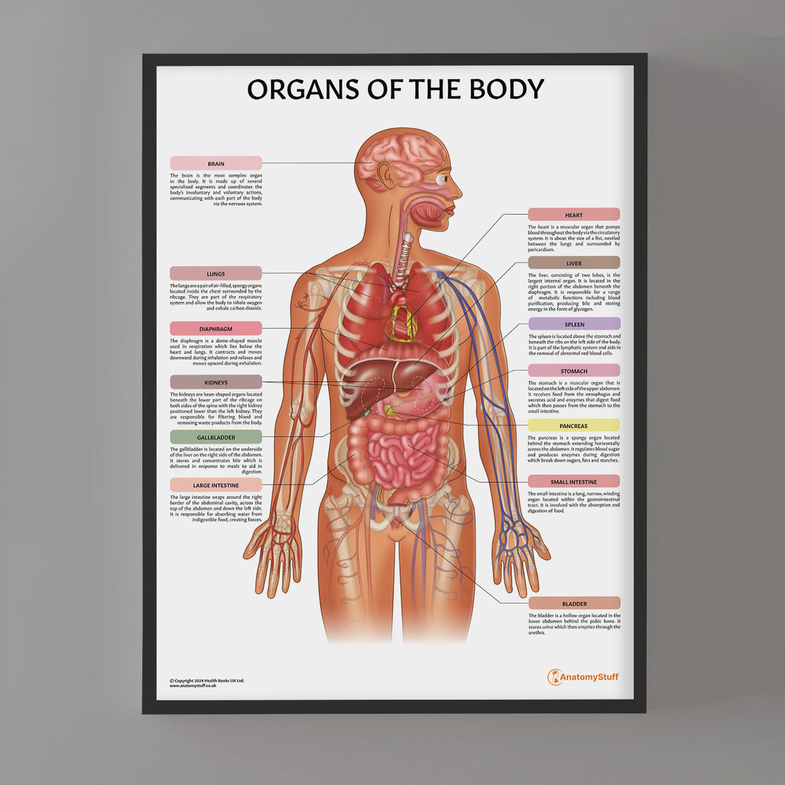 Respiratory Anatomy Posters – AnatomyStuff