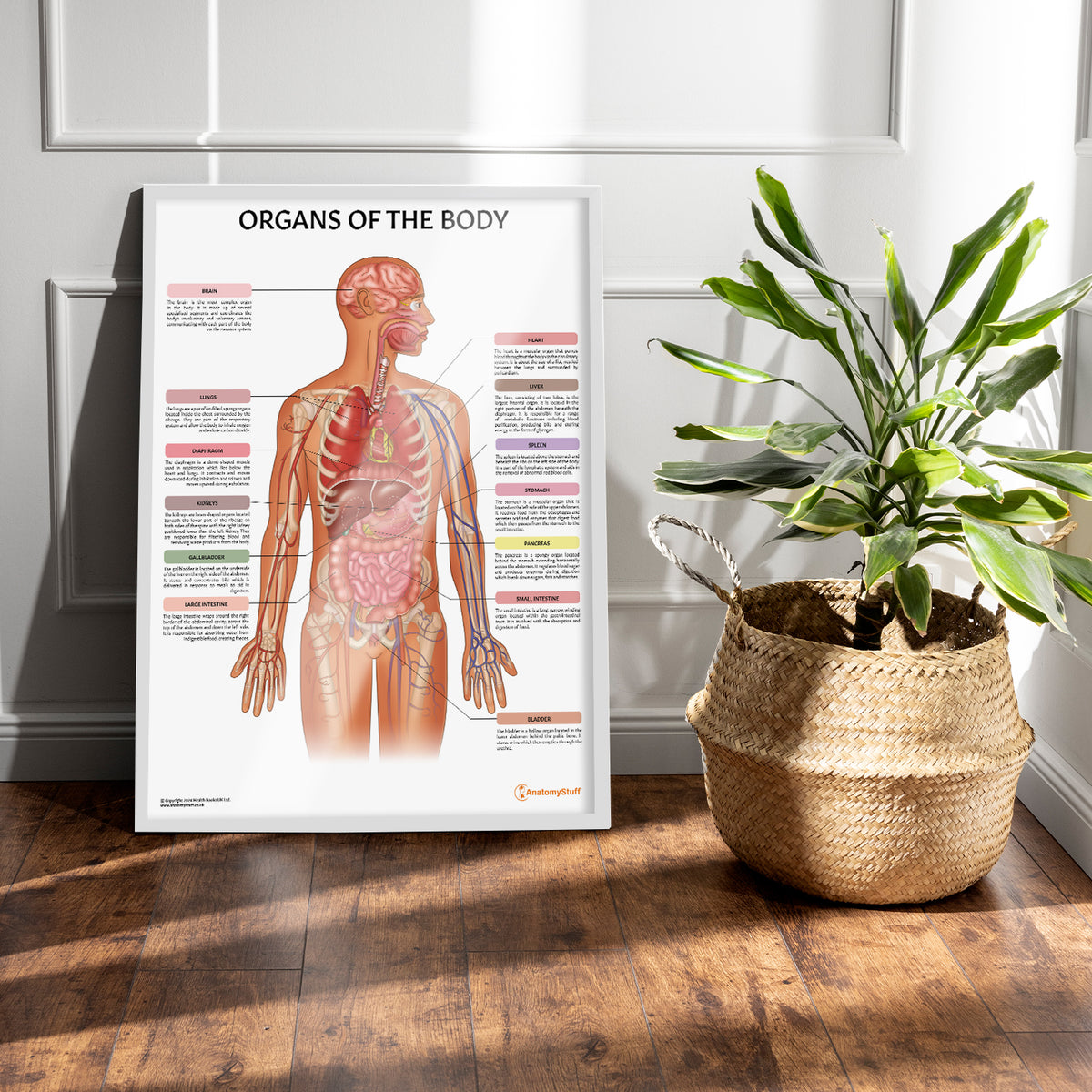 Respiratory Anatomy Posters – AnatomyStuff