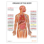 Respiratory Anatomy Posters – AnatomyStuff