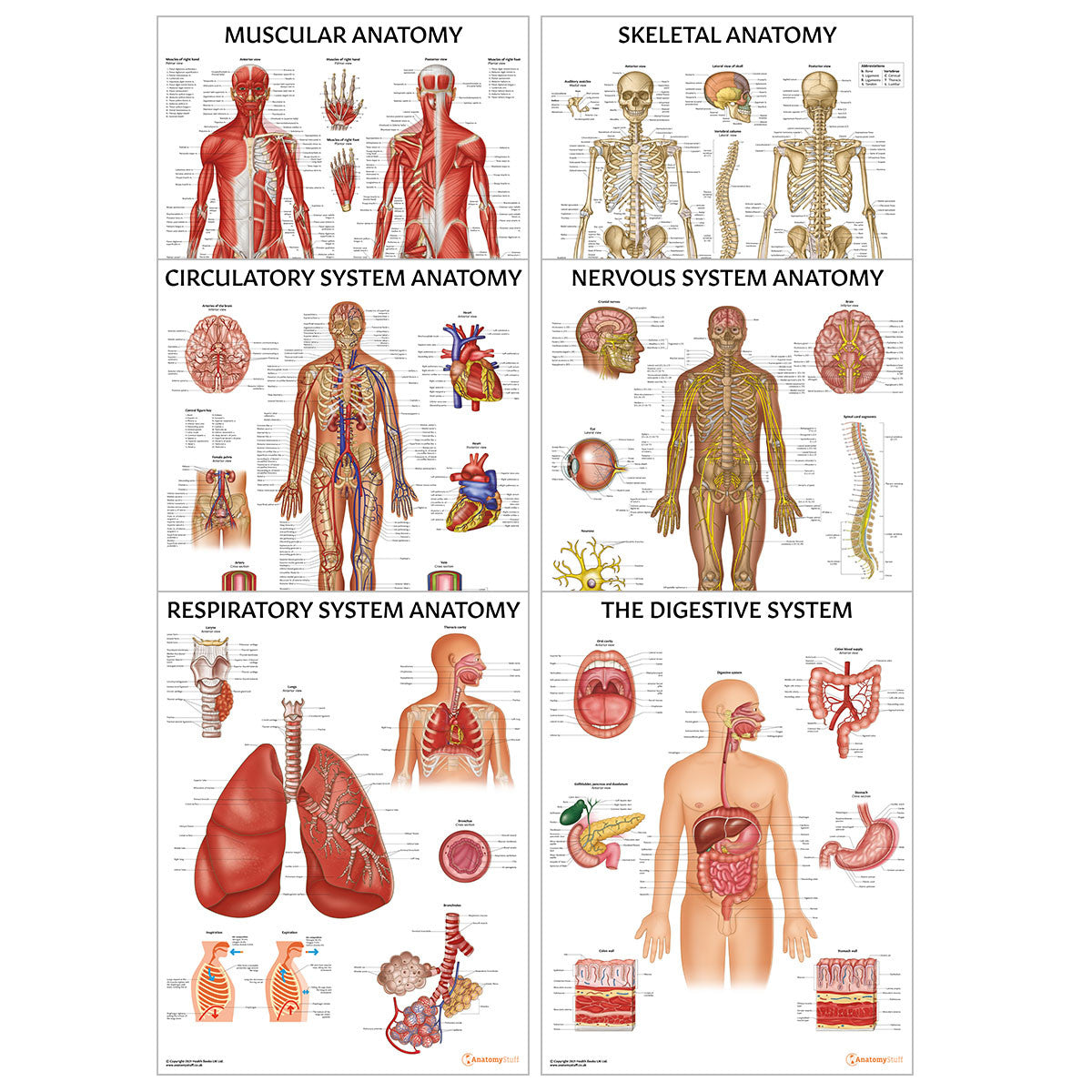 Organs Systems 6 Chart Collection | Anatomy Chart Collection – AnatomyStuff
