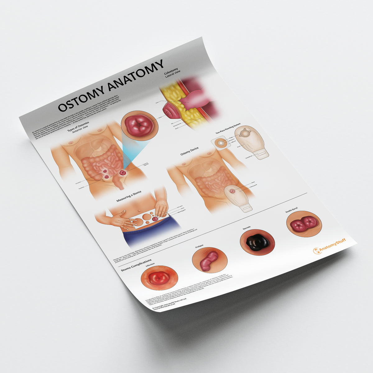 Digestive System Models and Anatomy Posters – Page 2 – AnatomyStuff