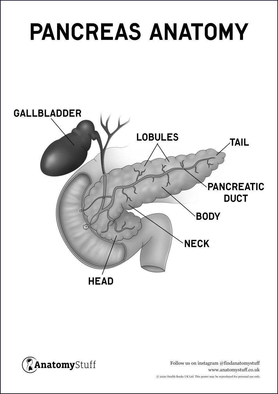 Pancreas Anatomy Poster PDF – AnatomyStuff Staging