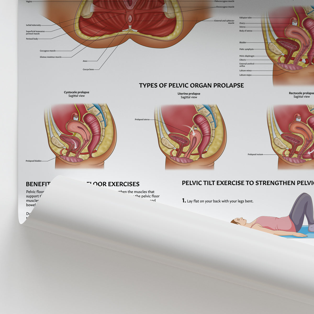 Pelvic Floor Poster | Pelvic Floor Anatomy & Exercises Chart – AnatomyStuff