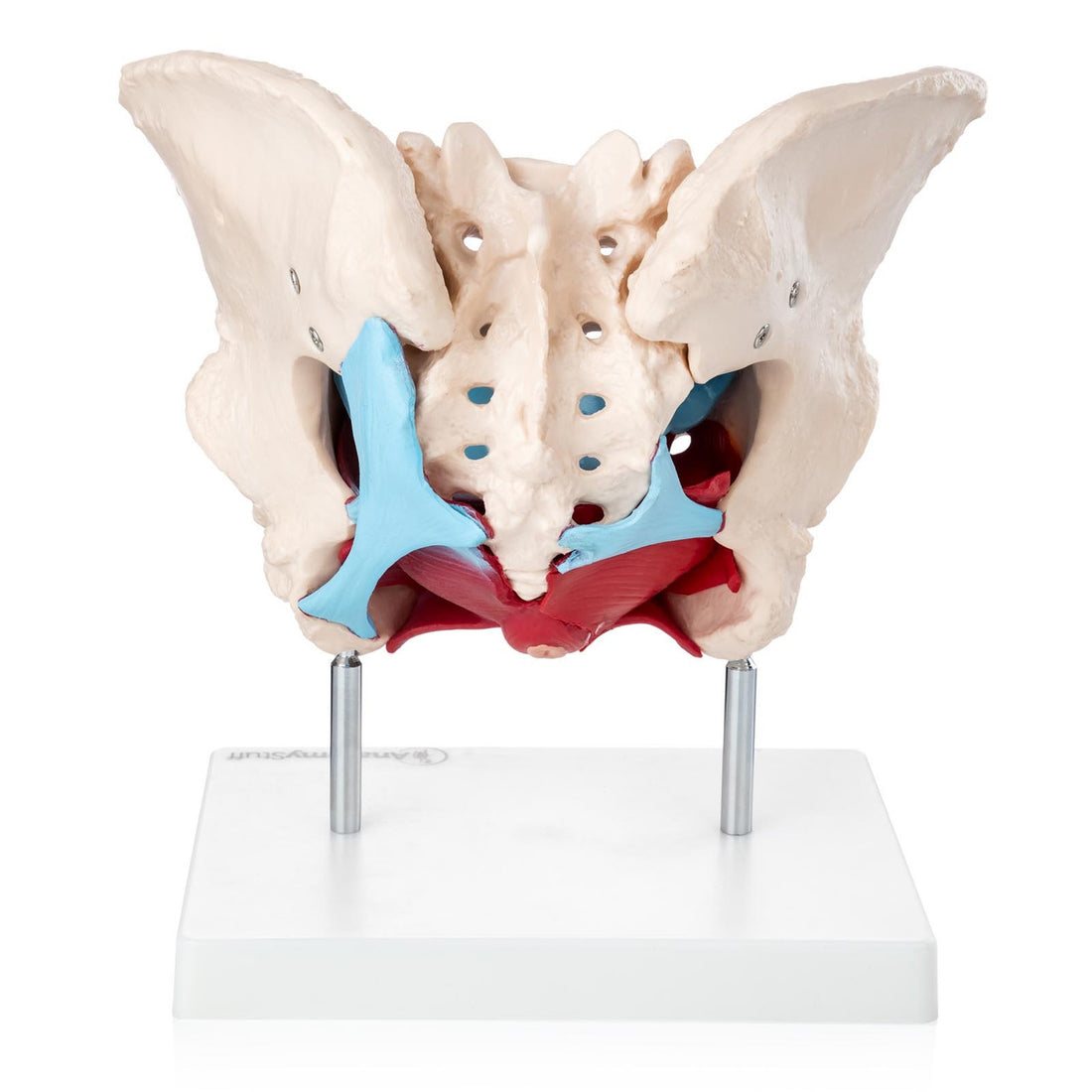 Budget Pelvis Model with Organs and Pelvic Floor Muscles | Anatomy ...