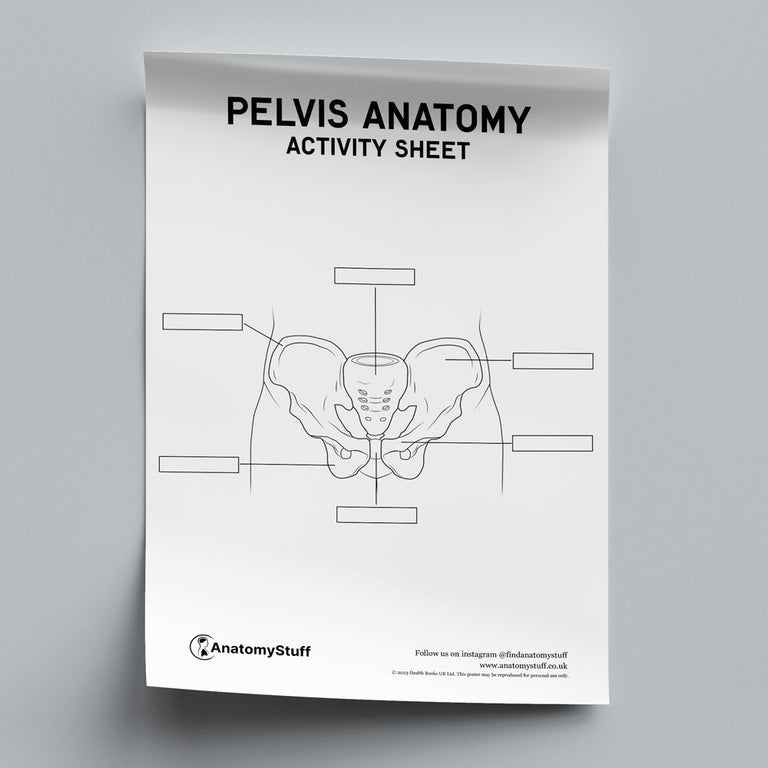 Pelvis Anatomy Activity Sheet PDF | AnatomyStuff