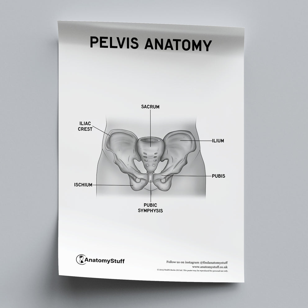 Pelvis Anatomy Poster PDF | Digital Download – AnatomyStuff
