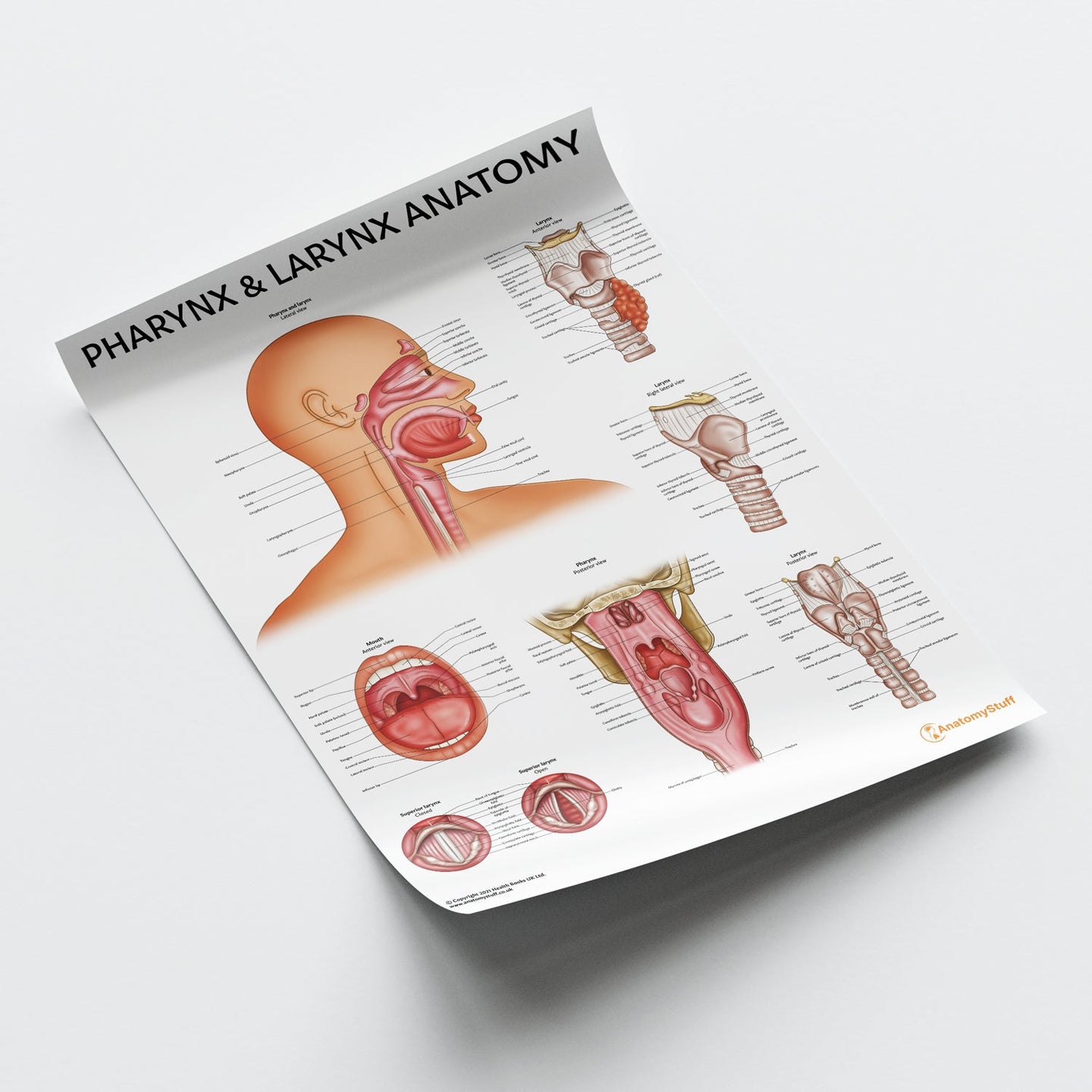 Pharynx & Larynx Anatomy Poster | Throat Mouth Anatomical Chart ...