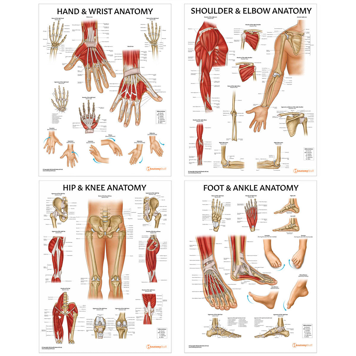 Physiotherapy Posters Collection | Physio Chart Poster 10 – AnatomyStuff
