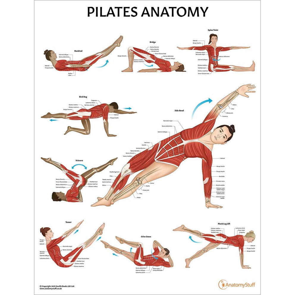 Pilates Teacher Anatomy Collection | Skeletal Muscular Charts Model ...