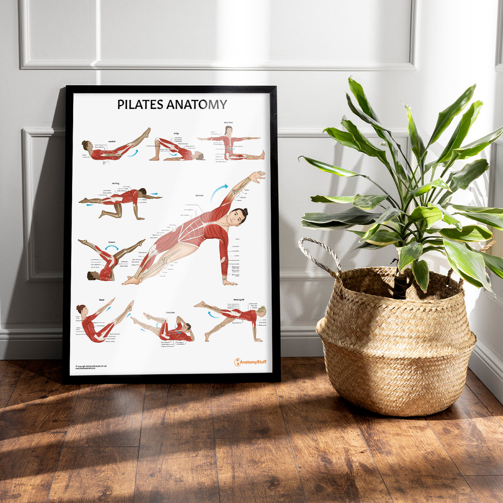Pilates Anatomy Poster | Anatomical Pilates Chart | Anatomy of Pilates ...