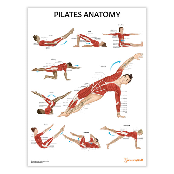 Pilates Anatomy Poster | Anatomical Pilates Chart | Anatomy of Pilates ...