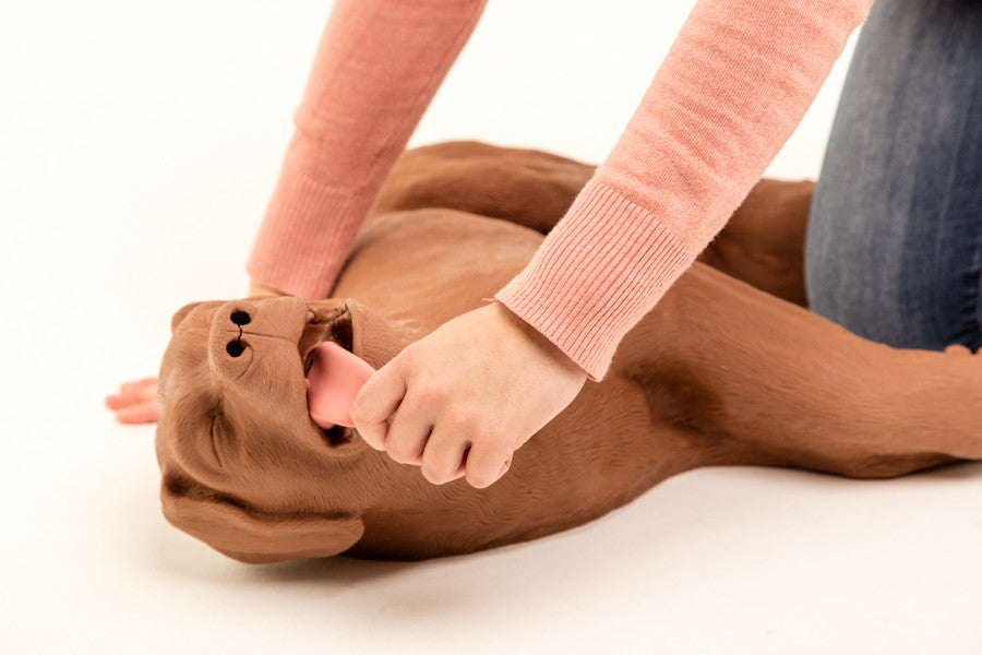 Canine CPR Manikin Casper PP05000 100-5000 | Dog Resuscitation ...