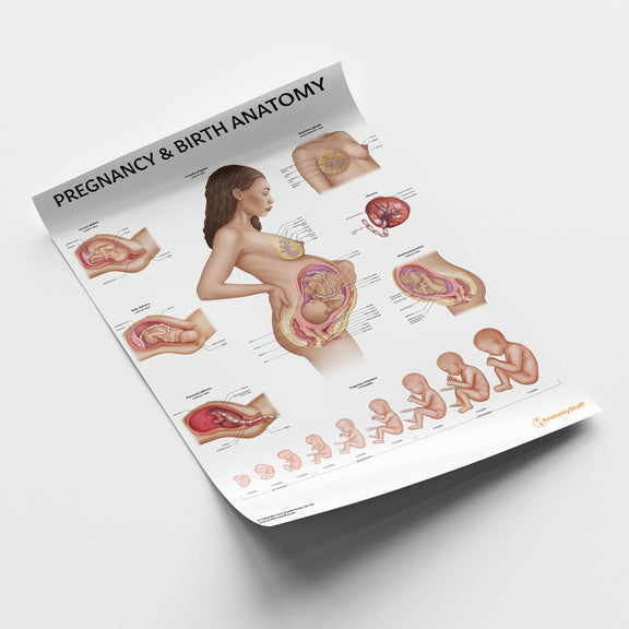 Pregnancy & Birth Anatomy Poster | Antenatal Chart Childbirth ...