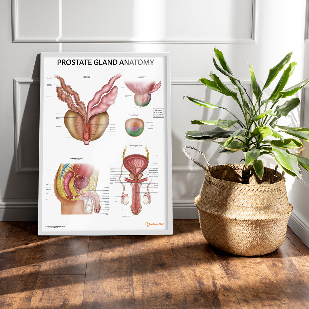 Prostate Anatomy Poster | Male Reproduction Chart – AnatomyStuff